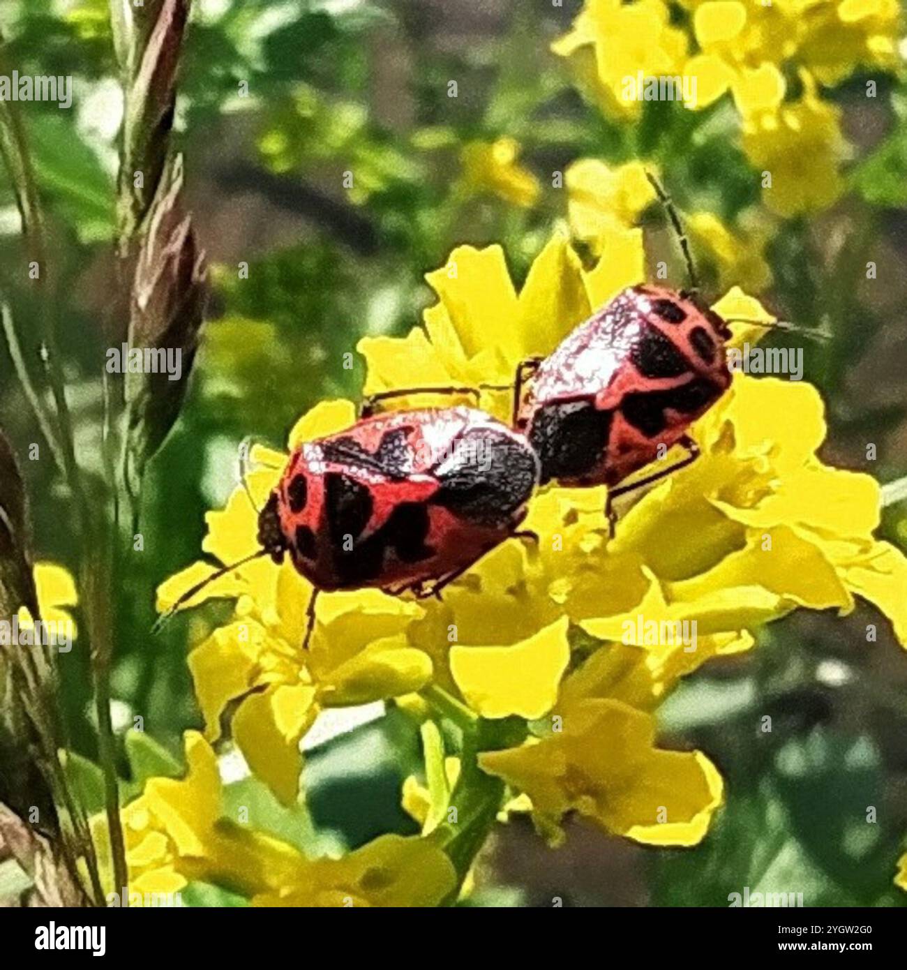Eurydema dominulus hi-res stock photography and images - Alamy