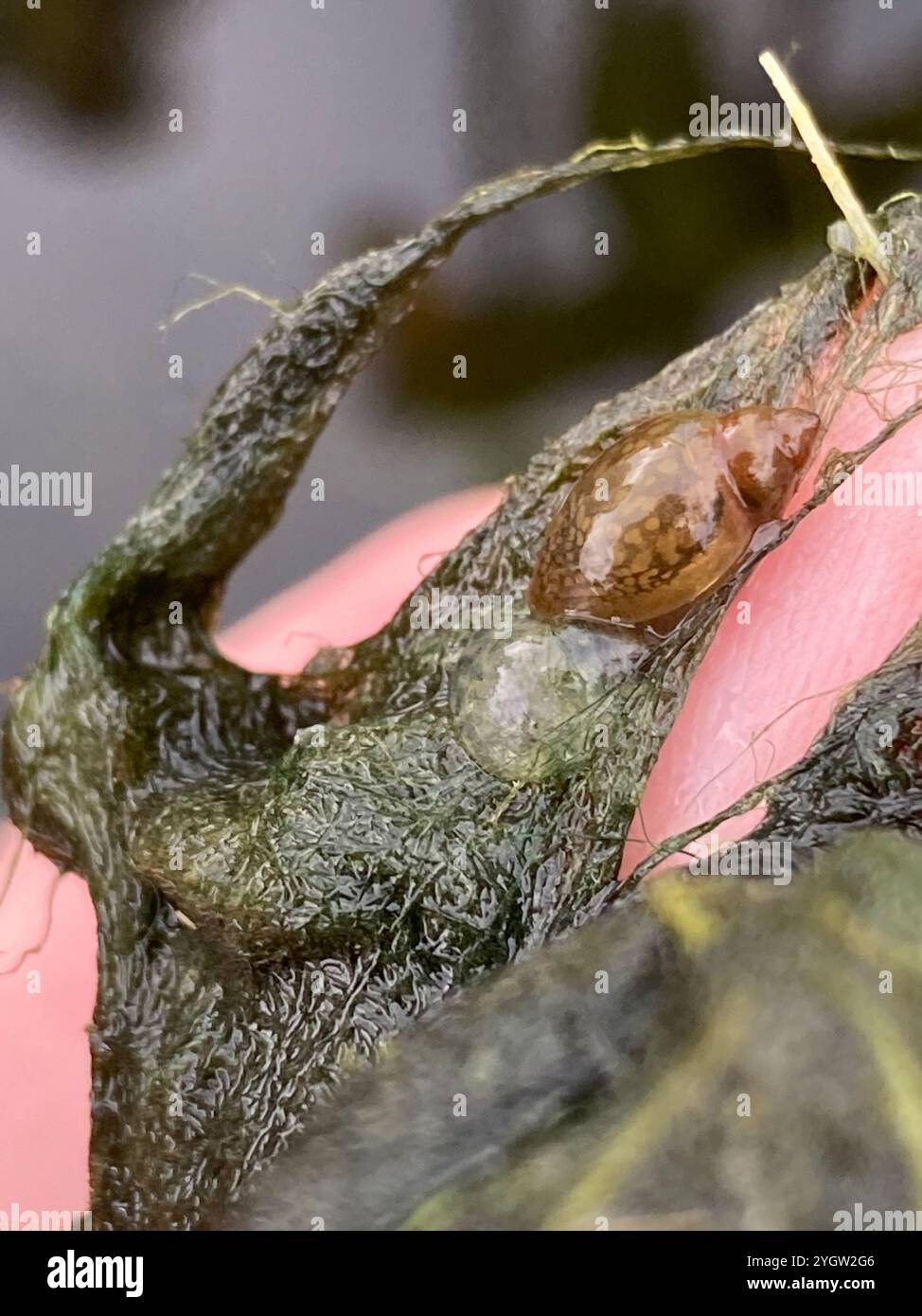 Acute Bladder Snail (Physella acuta Stock Photo - Alamy