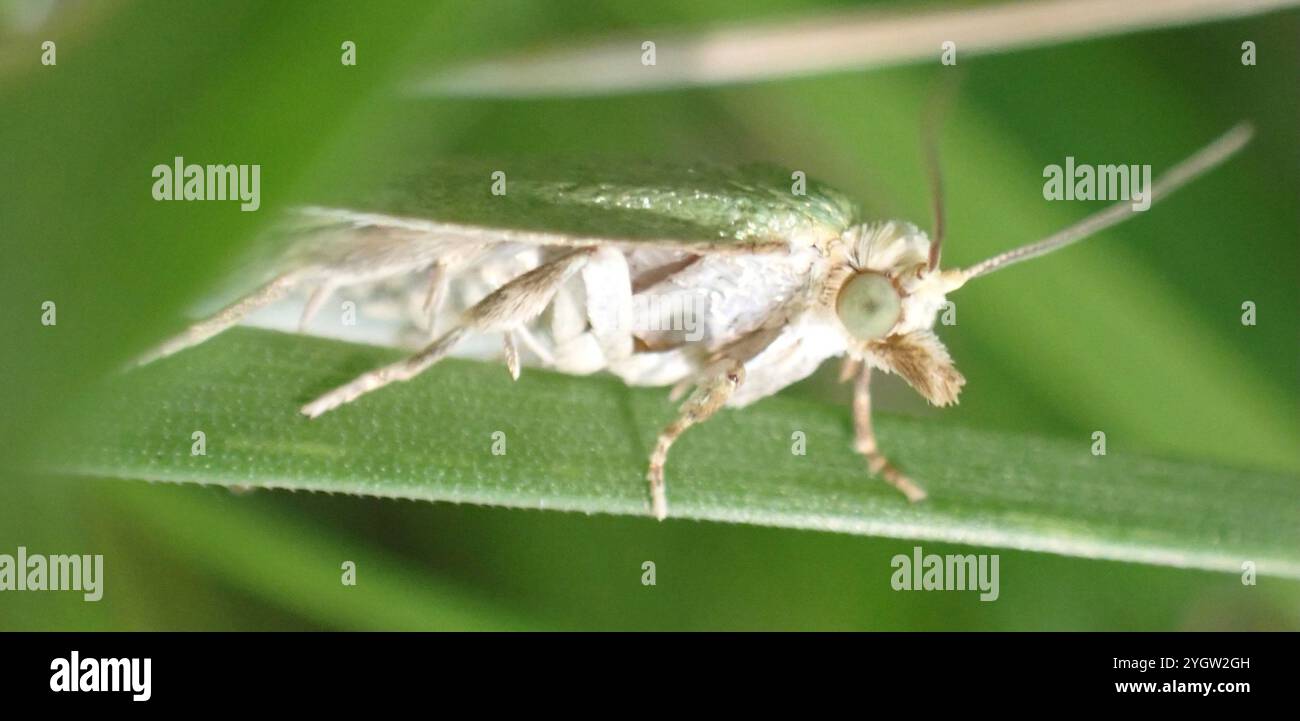 Green Oak Tortrix (Tortrix viridana Stock Photo - Alamy