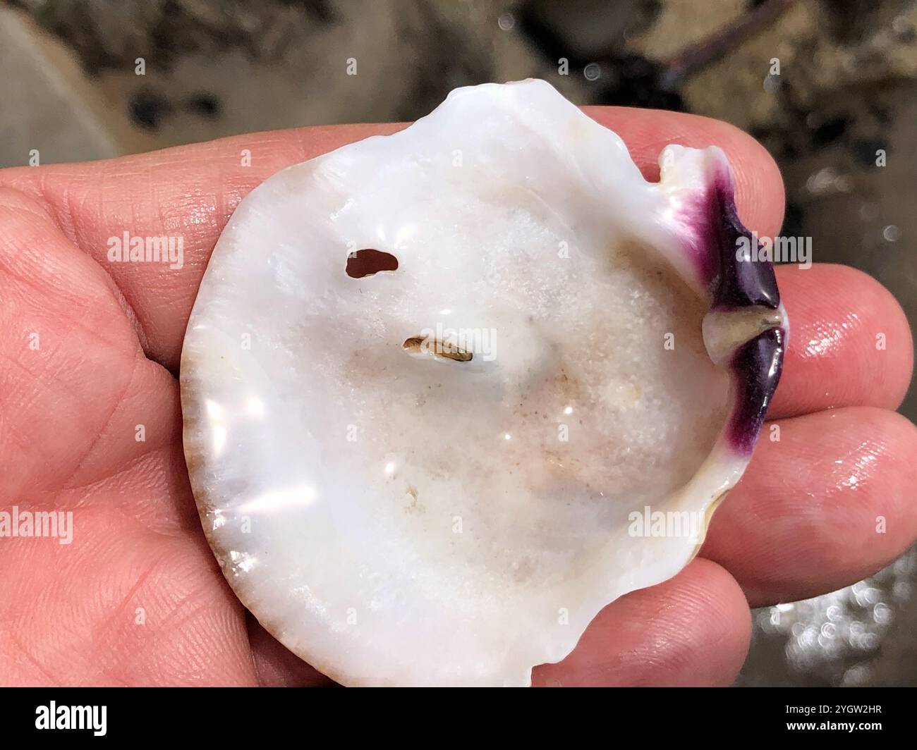 Giant Rock Scallop (Crassadoma gigantea Stock Photo - Alamy