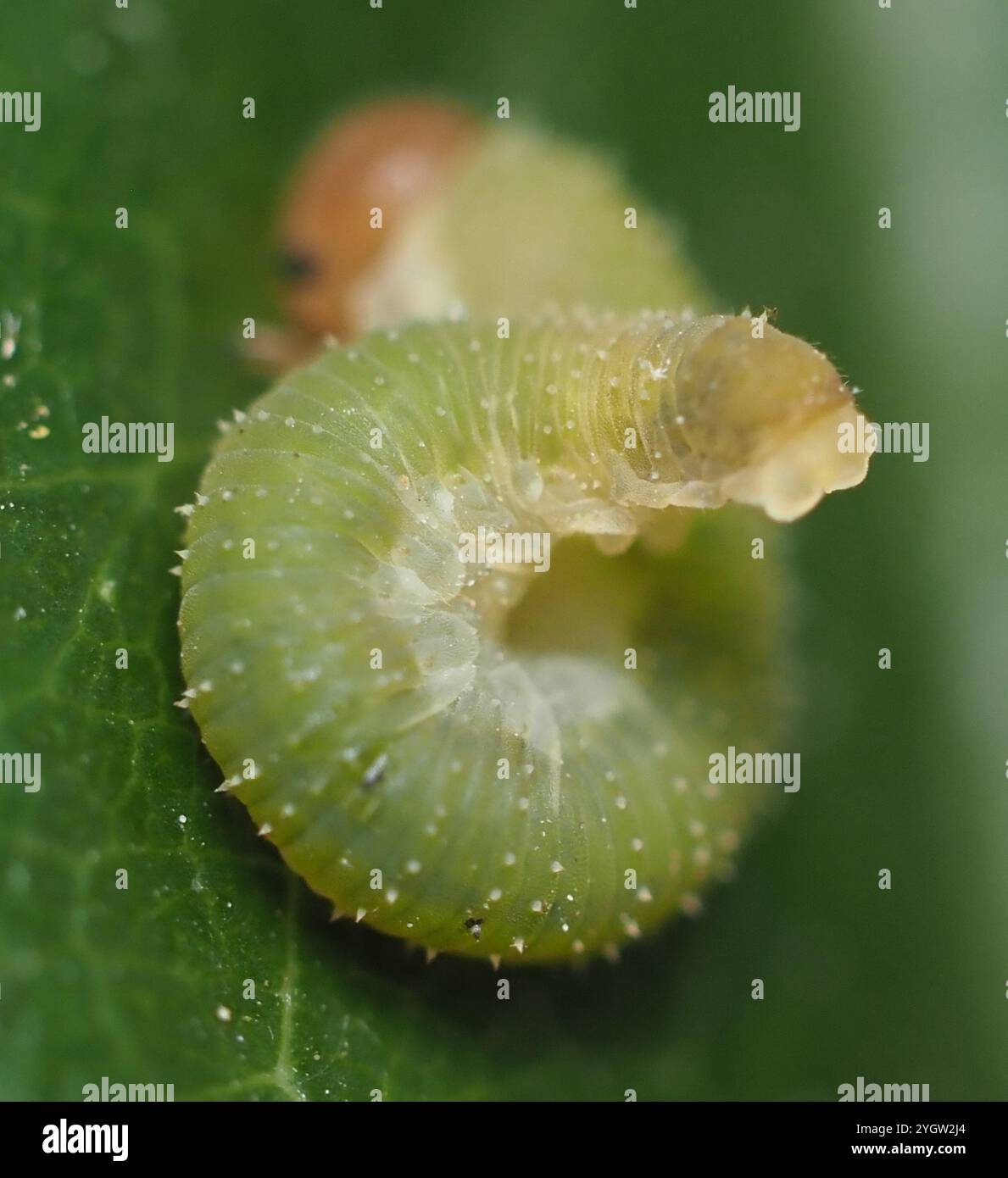 Allantus hi-res stock photography and images - Alamy