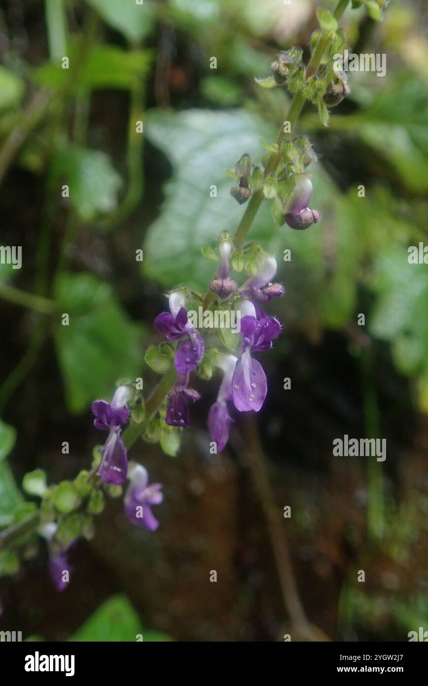 Wolf Spurflower (Coleus grandidentatus Stock Photo - Alamy