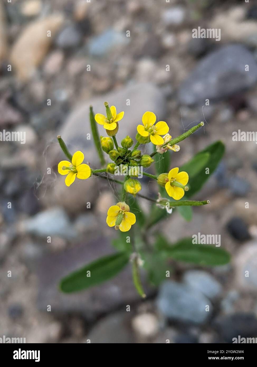 Wormseed wallflower hi-res stock photography and images - Alamy