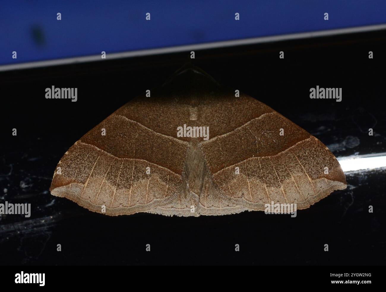 Parallelia hi-res stock photography and images - Alamy