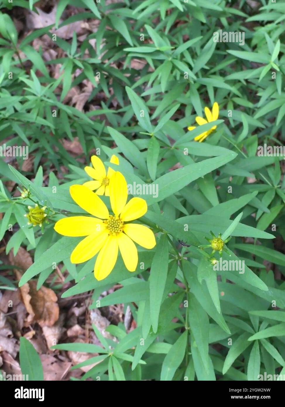 Greater Tickseed (Coreopsis major Stock Photo - Alamy