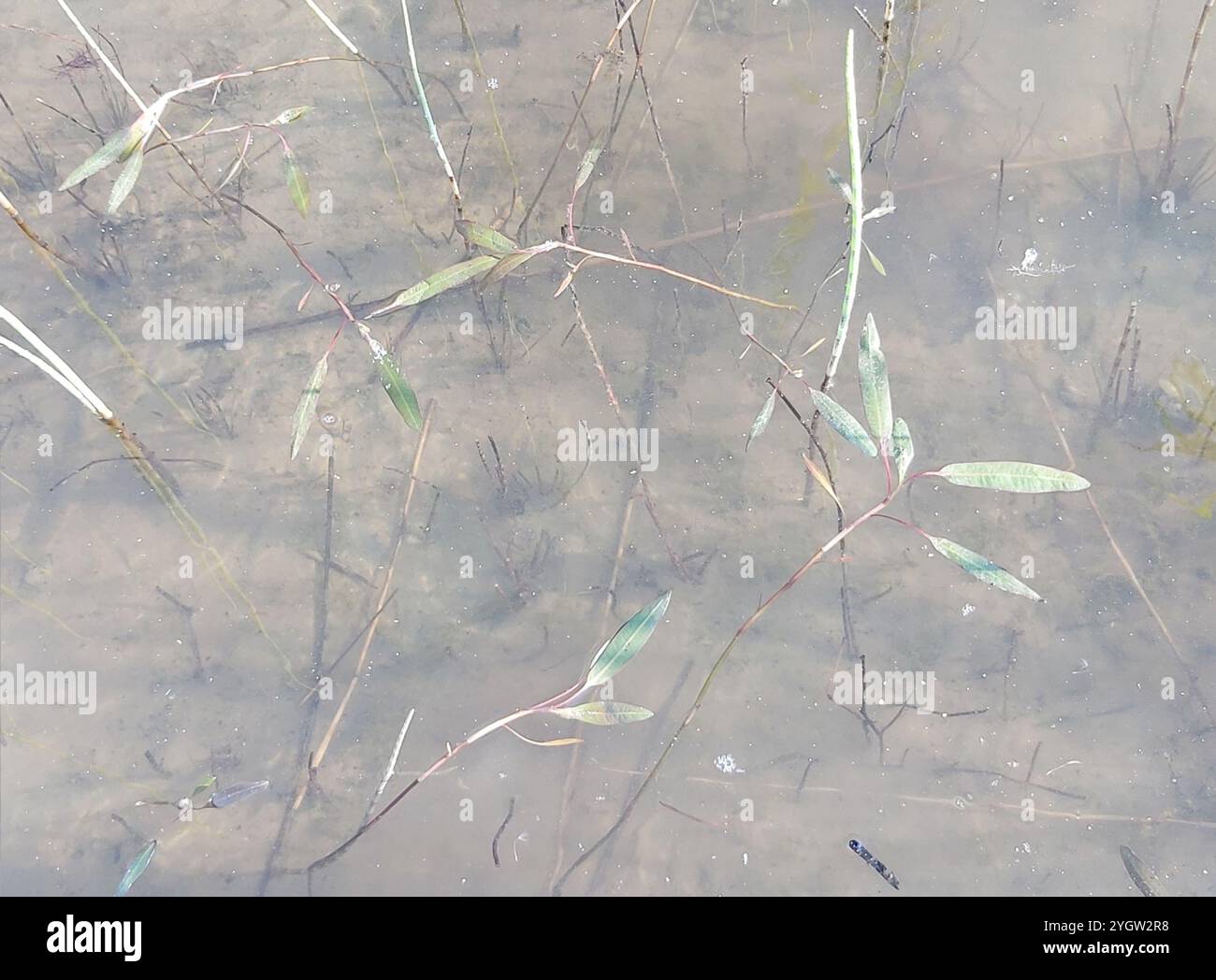 water smartweed (Persicaria amphibia Stock Photo - Alamy