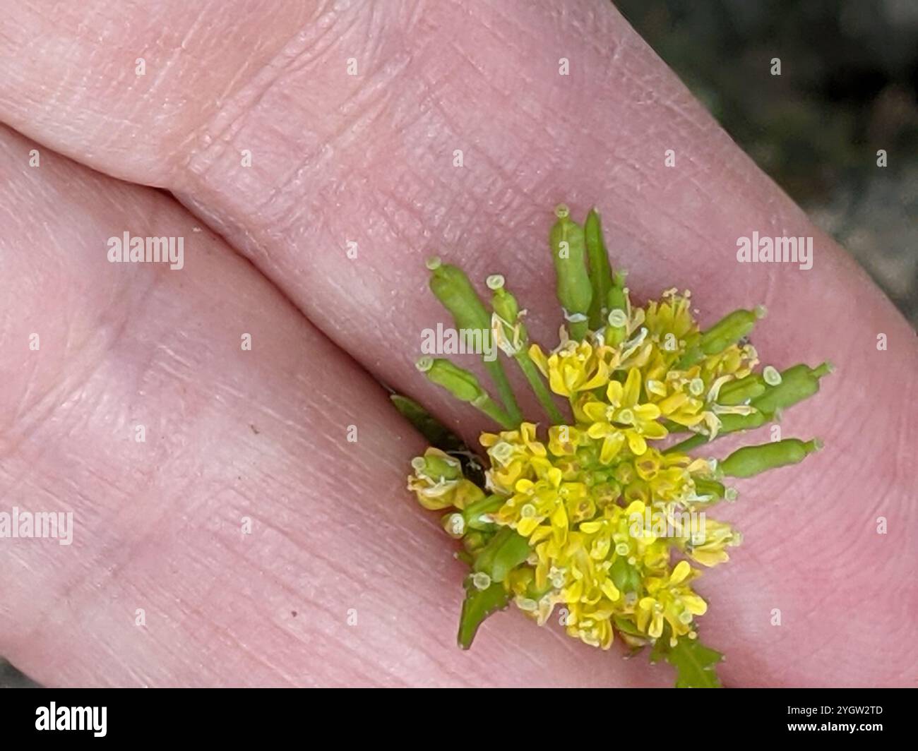 Bog Yellowcress (Rorippa palustris Stock Photo - Alamy