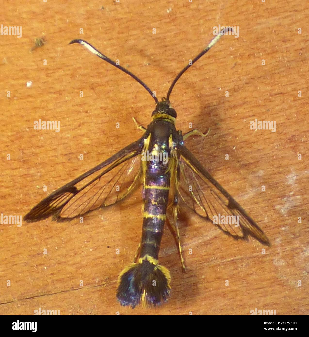 Ironweed Clearwing Moth (Carmenta bassiformis Stock Photo - Alamy