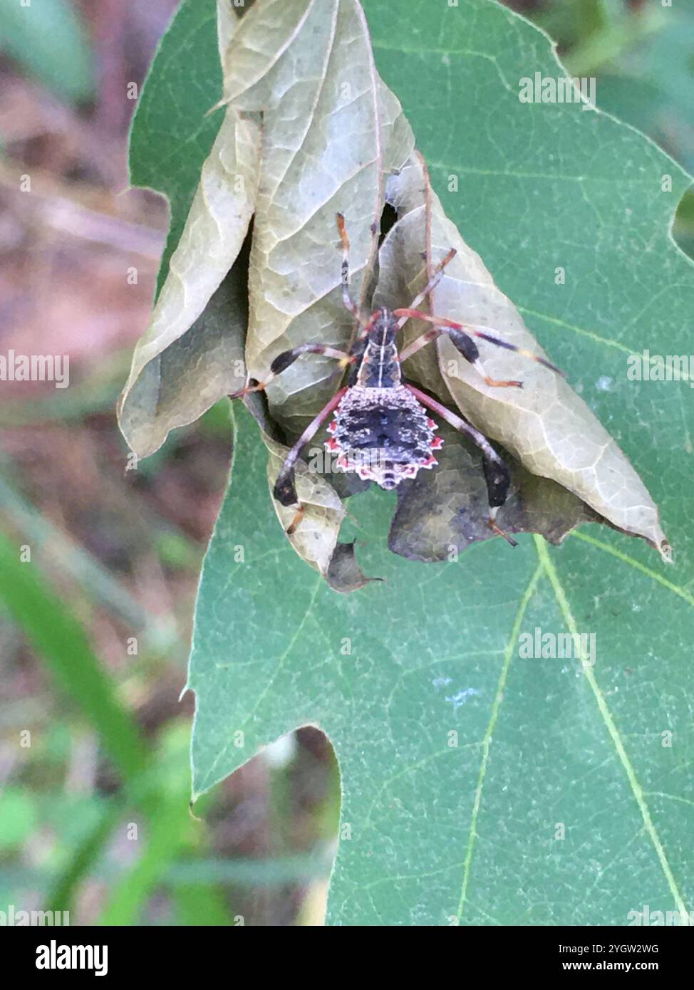 Spine-headed Bugs (Acanthocephala Stock Photo - Alamy