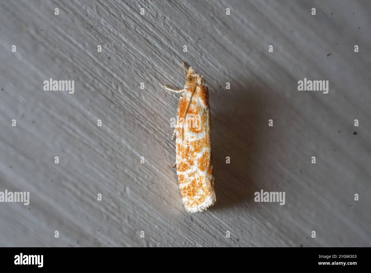 Rhyacionia hi-res stock photography and images - Alamy