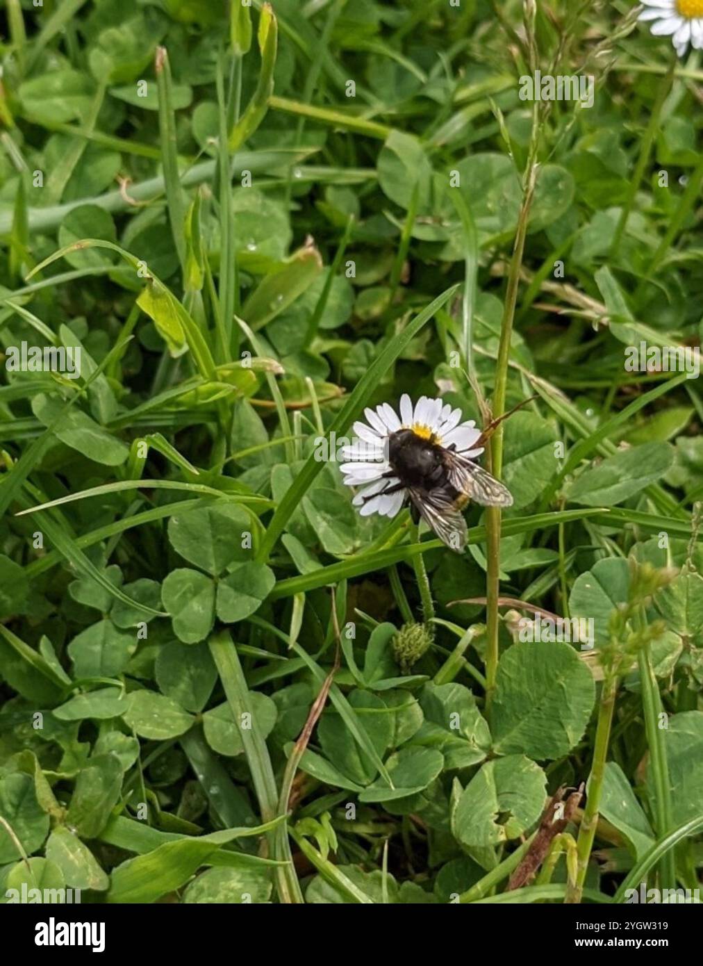 Narcissus Bulb Fly (Merodon equestris Stock Photo - Alamy