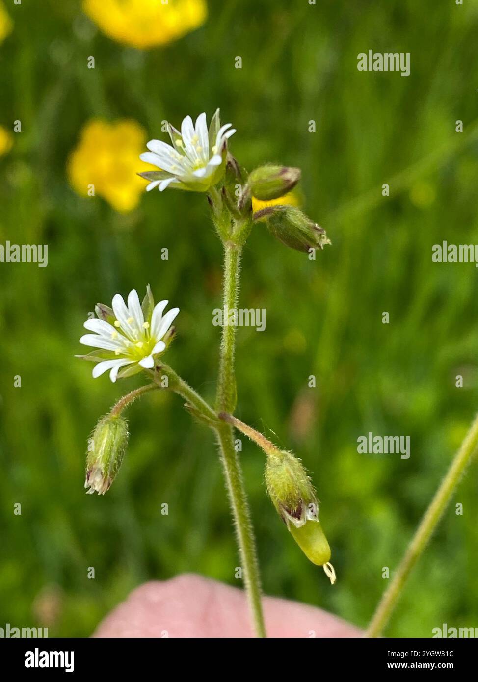 Common mouse-ear chickweed (Cerastium fontanum Stock Photo - Alamy