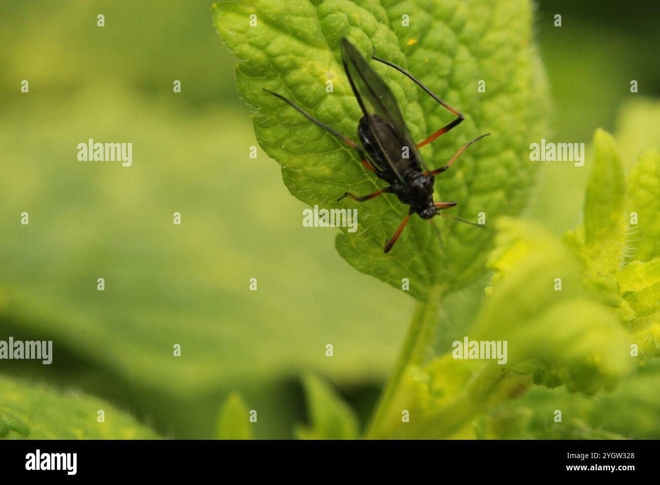 Cinara piceae hi-res stock photography and images - Alamy