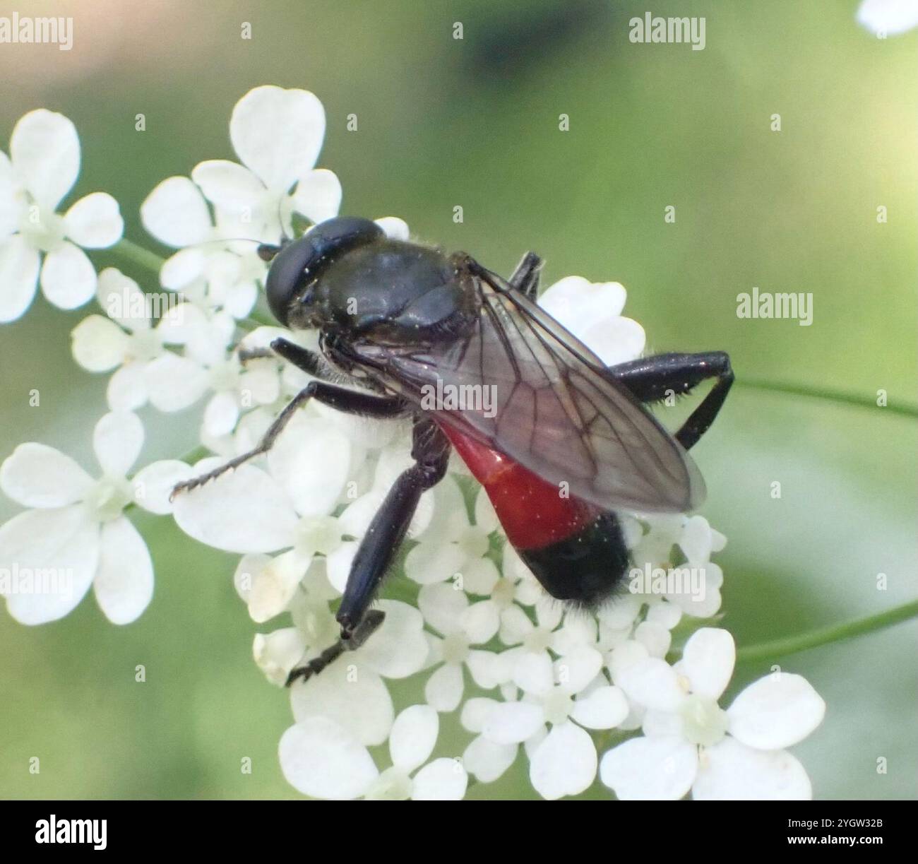 red-belted hoverfly (Brachypalpoides lentus Stock Photo - Alamy
