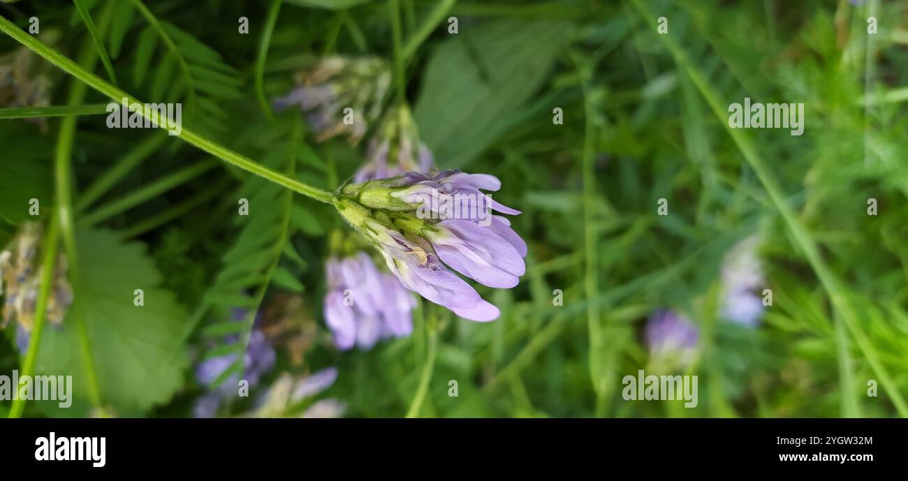 Purple Milk-vetch (Astragalus danicus Stock Photo - Alamy