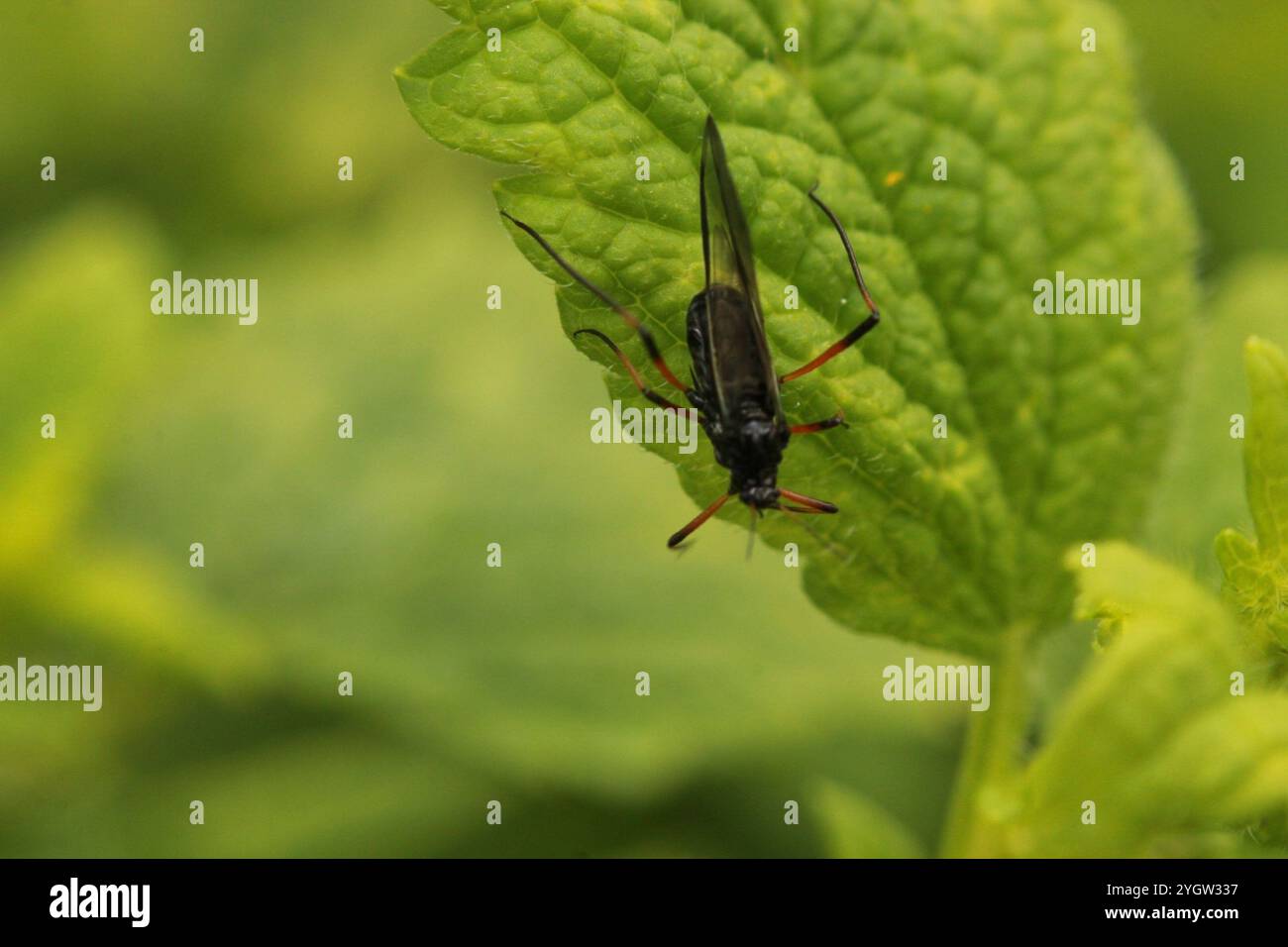 Cinara piceae hi-res stock photography and images - Alamy