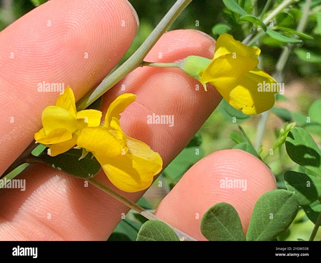 eastern wild indigo (Baptisia tinctoria Stock Photo - Alamy