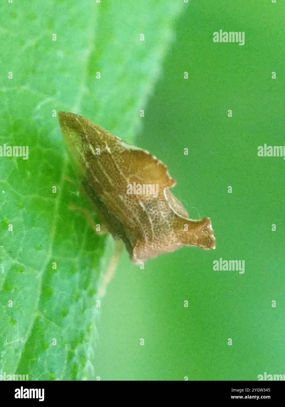 Keeled Treehopper (Entylia carinata Stock Photo - Alamy