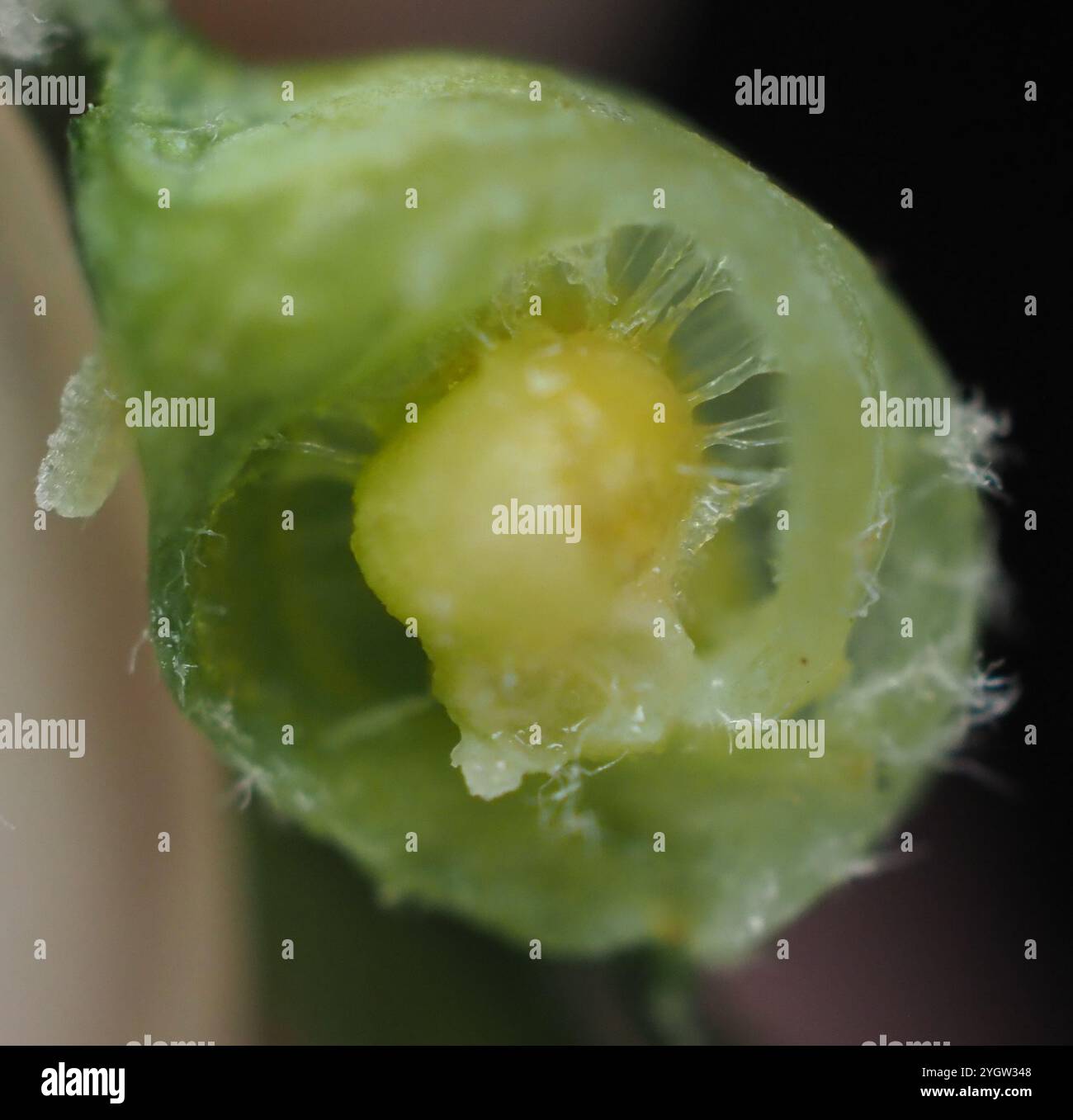 Oak Wart Gall Wasp (Callirhytis quercusfutilis Stock Photo - Alamy