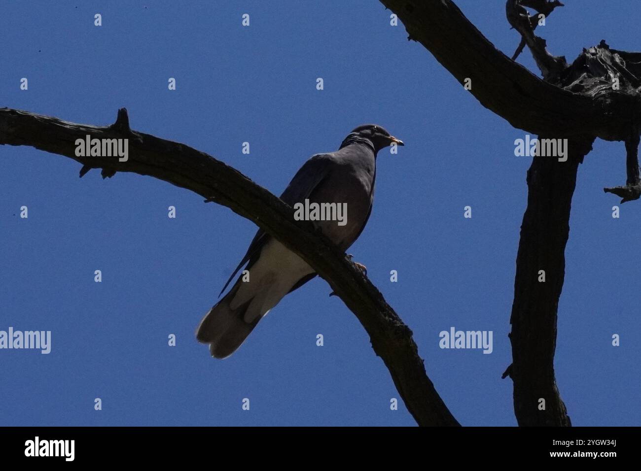 Band-tailed Pigeon (Patagioenas fasciata Stock Photo - Alamy