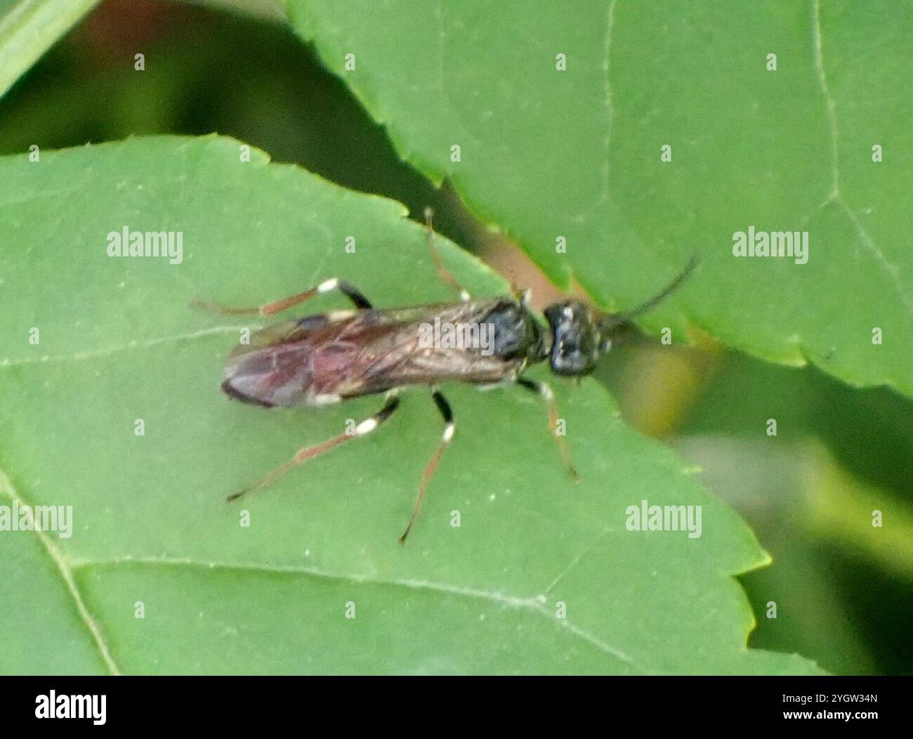 Curled Rose Sawfly (Allantus cinctus Stock Photo - Alamy