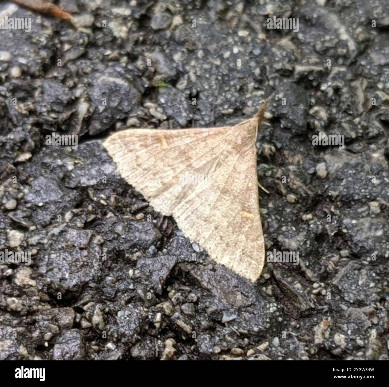 Yellow-spotted Renia Moth (Renia flavipunctalis Stock Photo - Alamy
