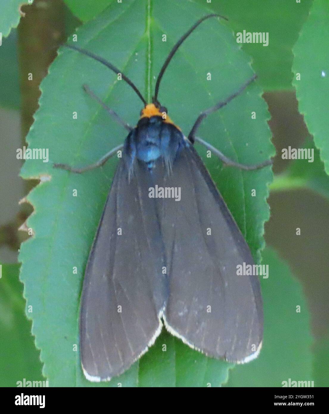 Virginia Ctenucha Moth (Ctenucha virginica Stock Photo - Alamy