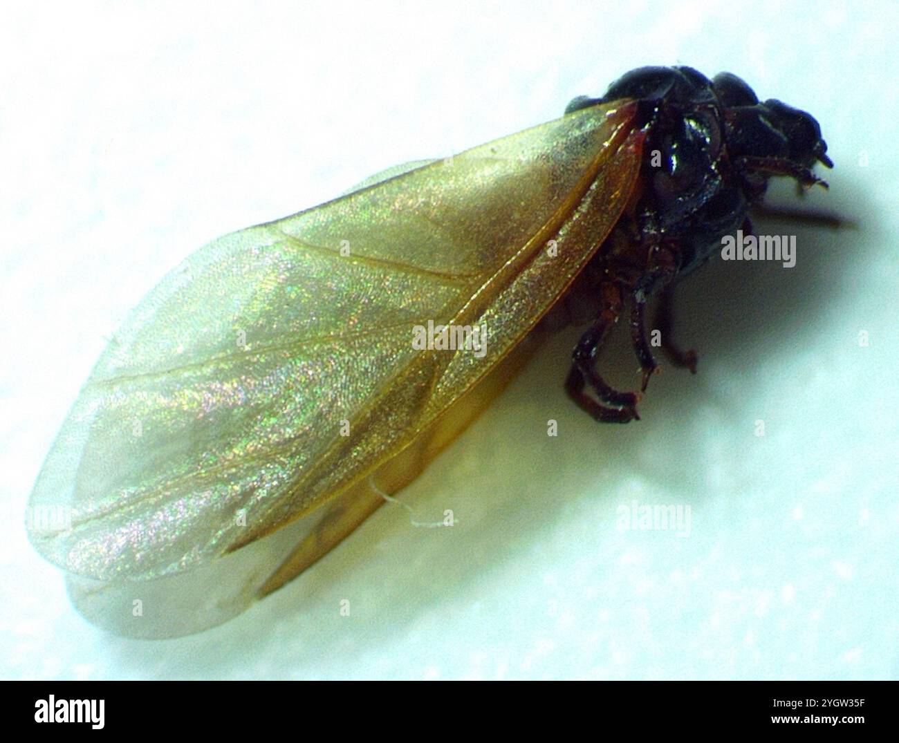 Adelgidae hi-res stock photography and images - Alamy