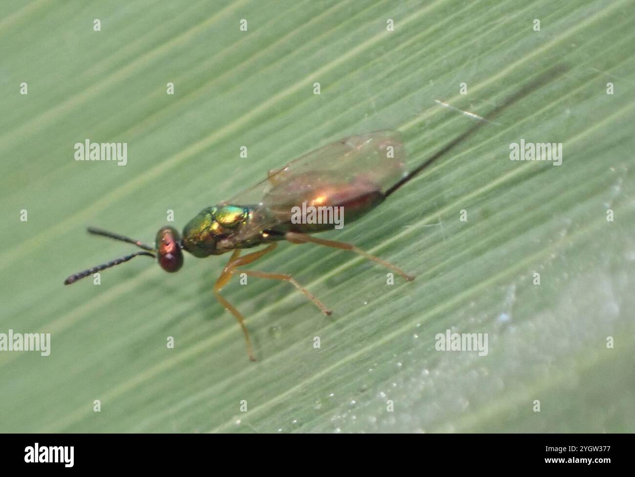 Torymidae hi-res stock photography and images - Alamy