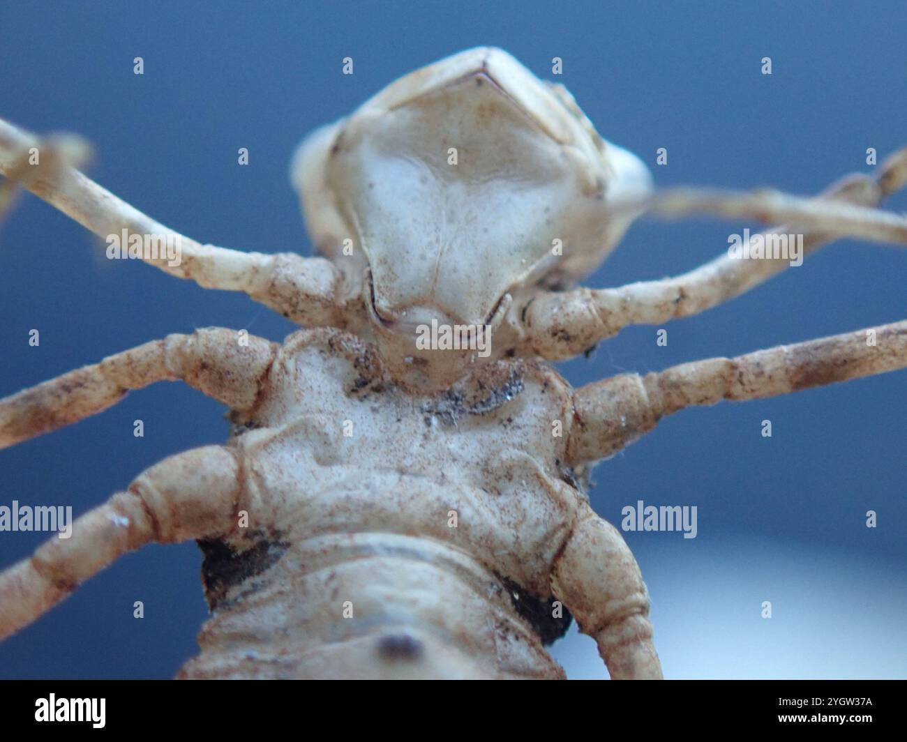 Spiny Baskettail (Epitheca spinigera Stock Photo - Alamy