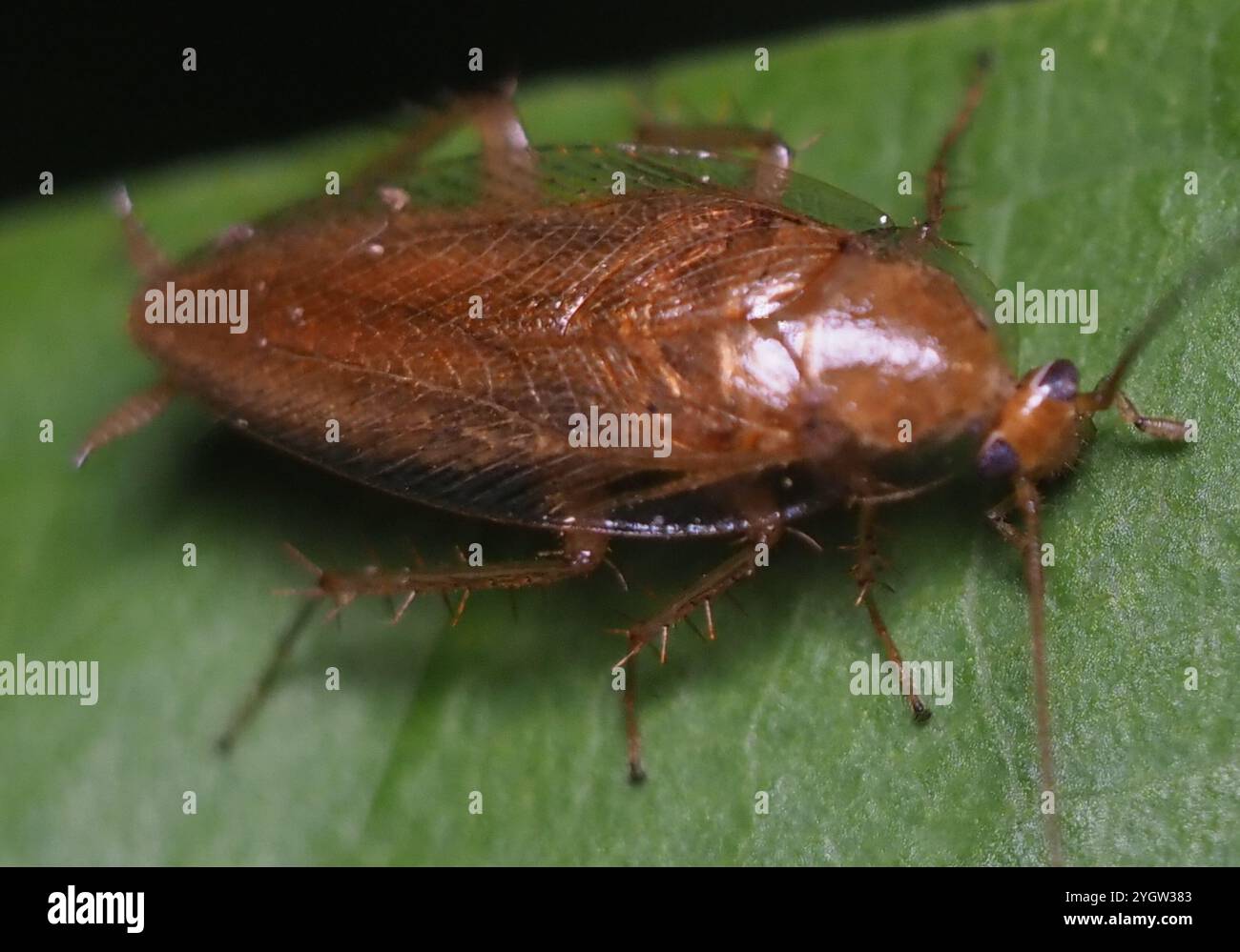 Tawny Cockroach (Ectobius pallidus Stock Photo - Alamy