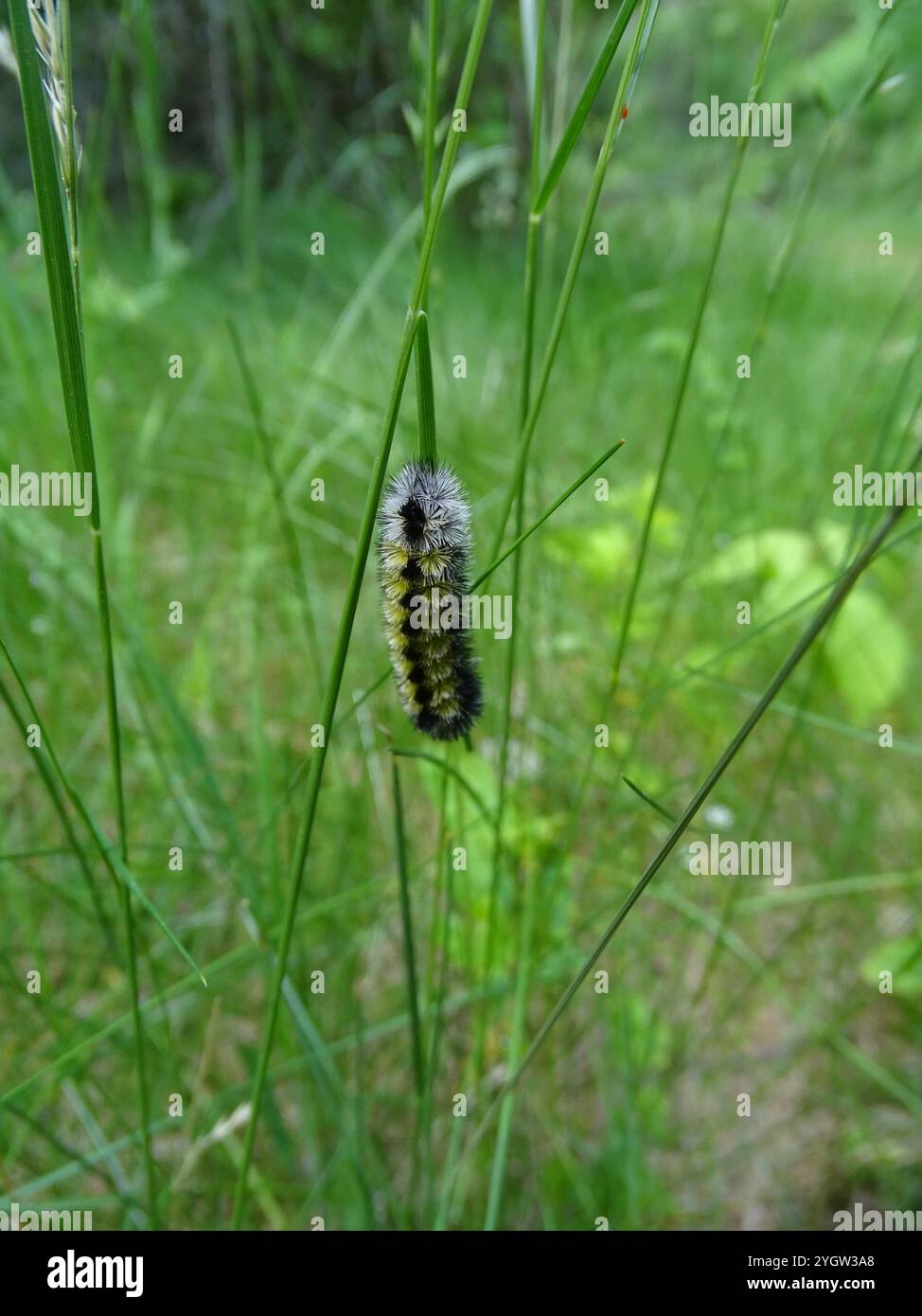 Virginia Ctenucha Moth (Ctenucha virginica Stock Photo - Alamy