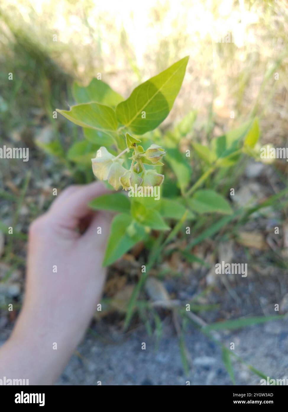 Wild Four o'Clock (Mirabilis nyctaginea Stock Photo - Alamy