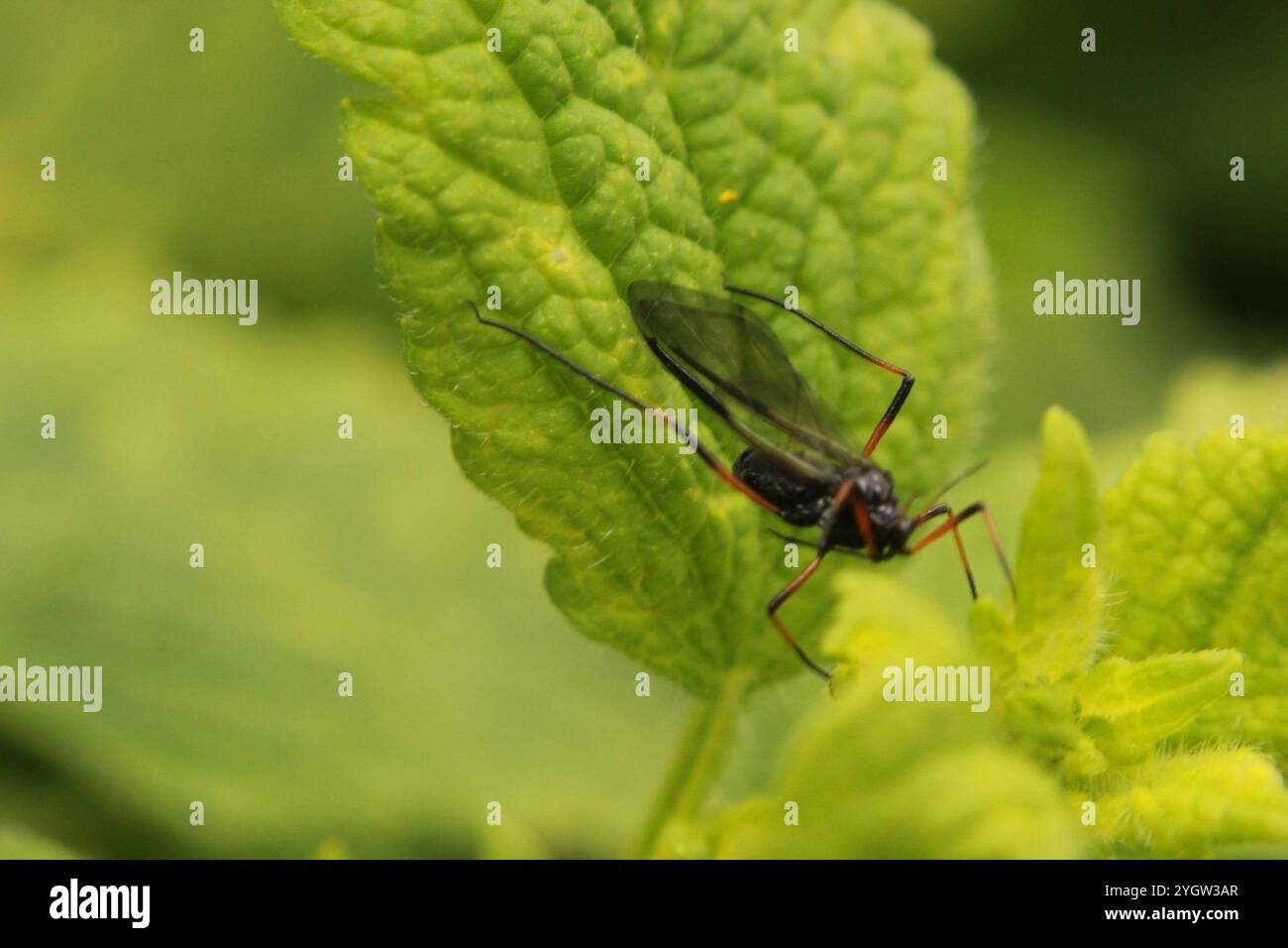 Cinara piceae hi-res stock photography and images - Alamy