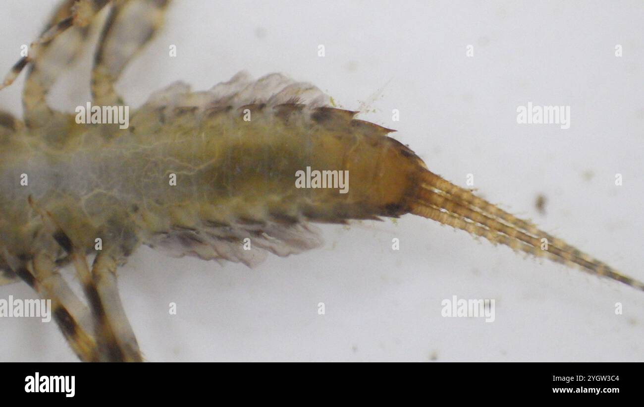 Modest Flat-headed Mayfly (Maccaffertium modestum Stock Photo - Alamy