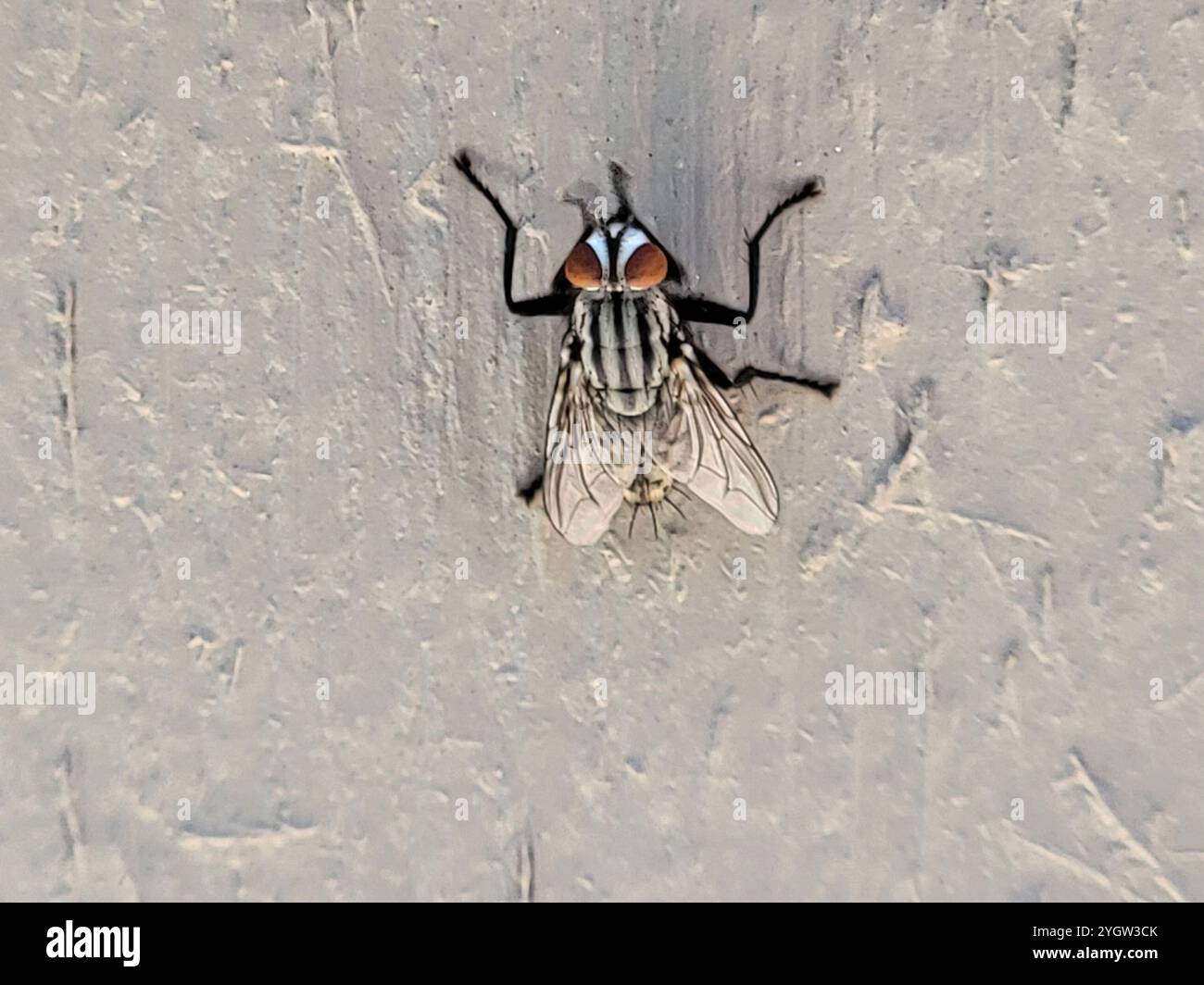 Common Flesh Flies (Sarcophaga Stock Photo - Alamy