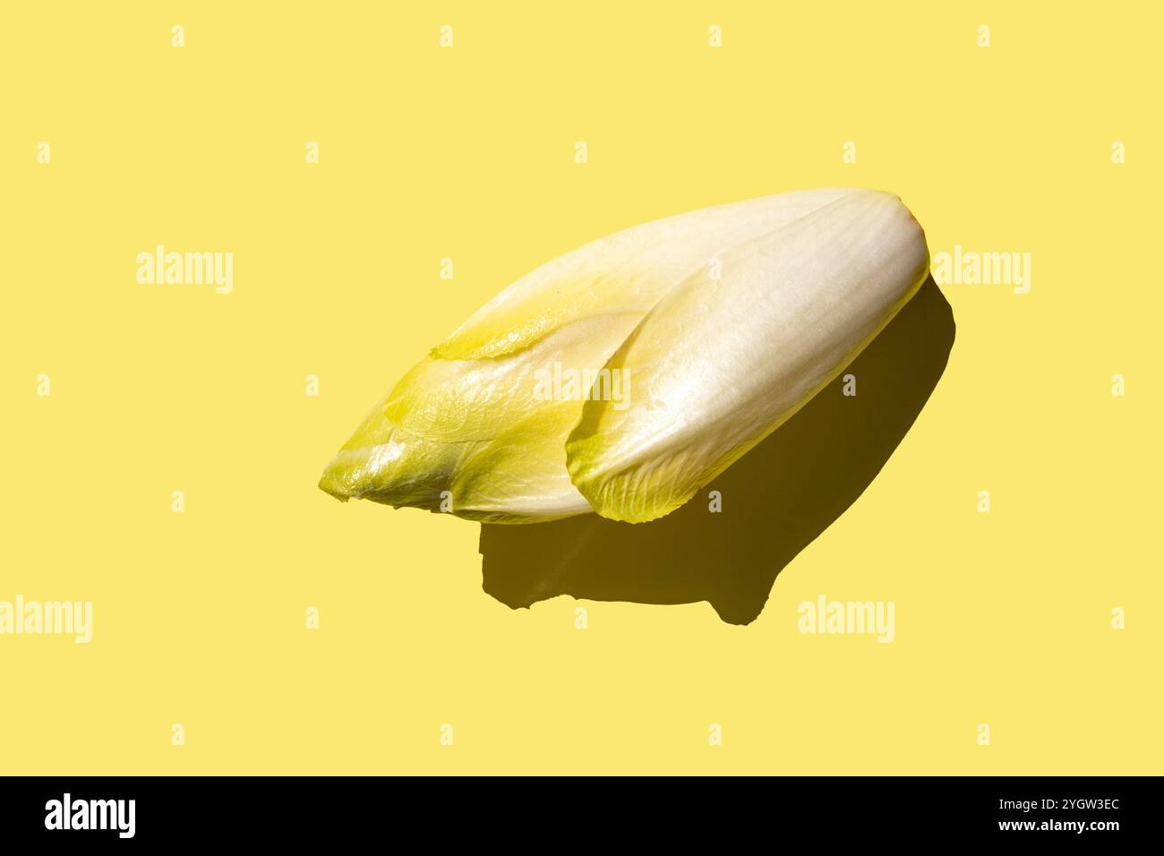 Belgian endive, witloof, row chicory root on yellow background Stock ...