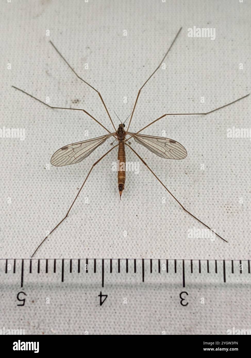 Large Crane Flies (Tipulidae Stock Photo - Alamy