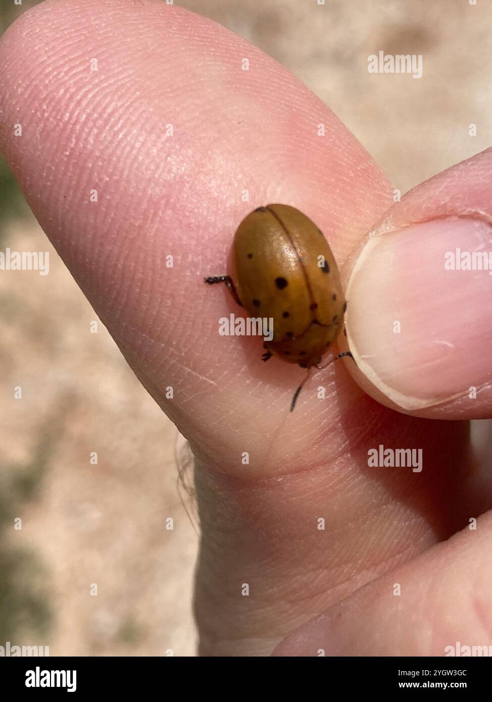 Argus Tortoise Beetle (Chelymorpha cassidea Stock Photo - Alamy