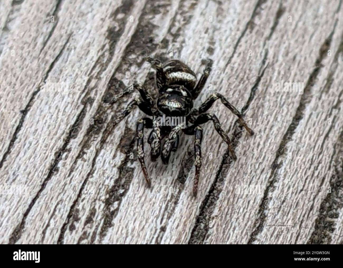 Zebra Jumping Spider (Salticus scenicus Stock Photo - Alamy