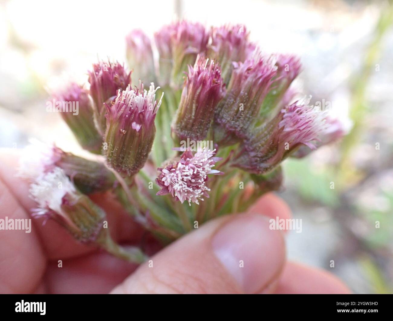 Western Sweet Coltsfoot (Petasites frigidus palmatus Stock Photo - Alamy