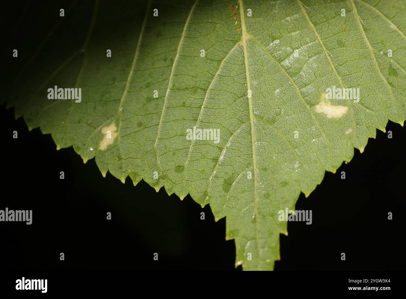 Lime Felt Gall Mite (Eriophyes leiosoma Stock Photo - Alamy