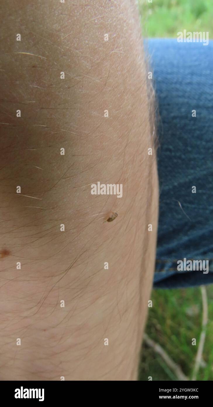 Orchestes hi-res stock photography and images - Alamy