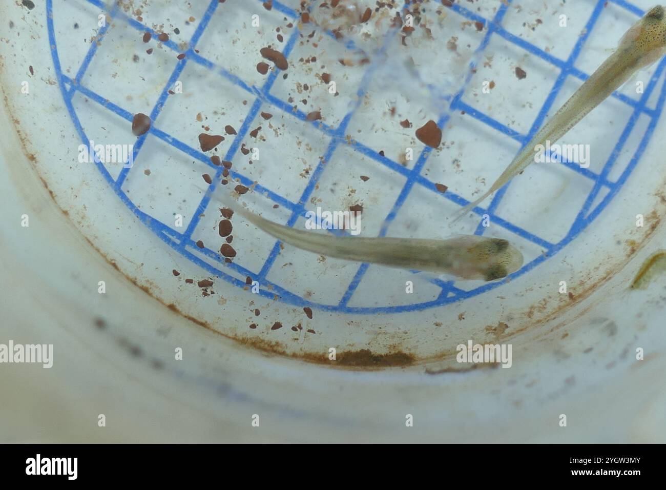 Ray-finned Fishes (Actinopterygii Stock Photo - Alamy