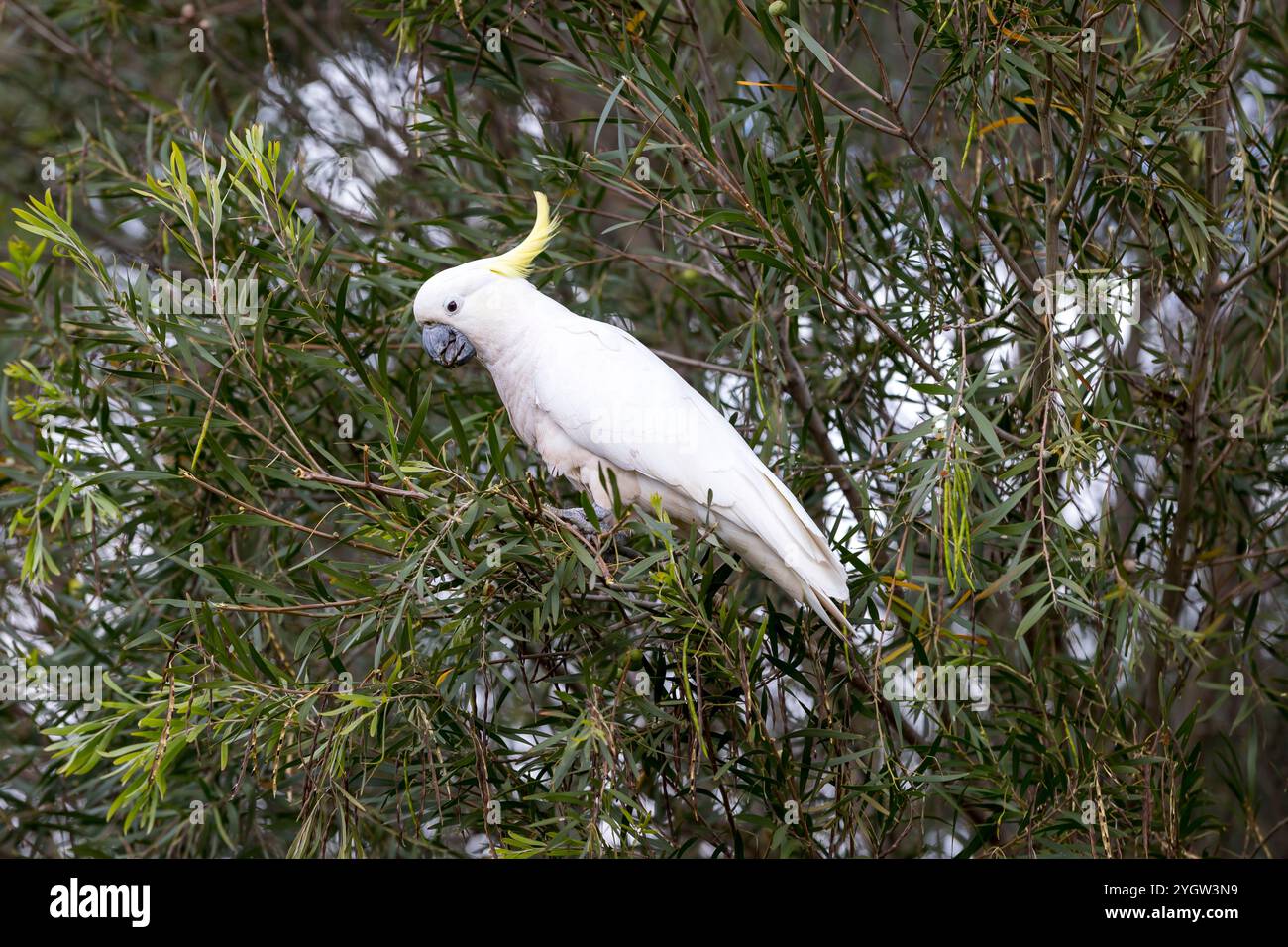 Photograph of a Sulphur Crested Cockatoo sitting and eating leaves in a ...