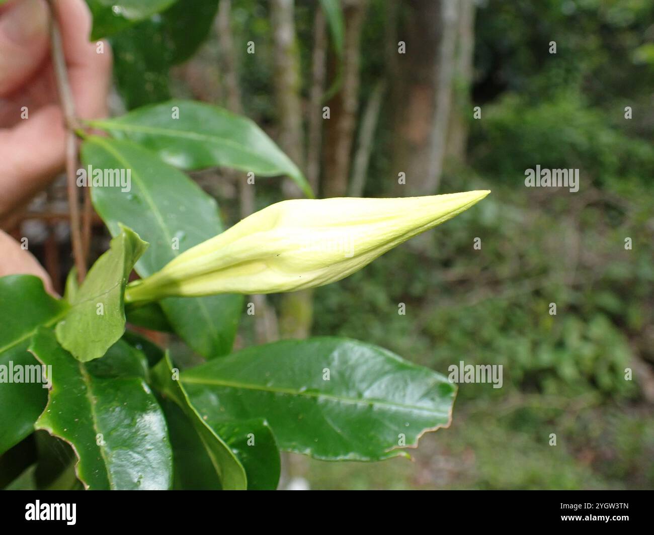 Wild Gardenia (Rothmannia capensis Stock Photo - Alamy