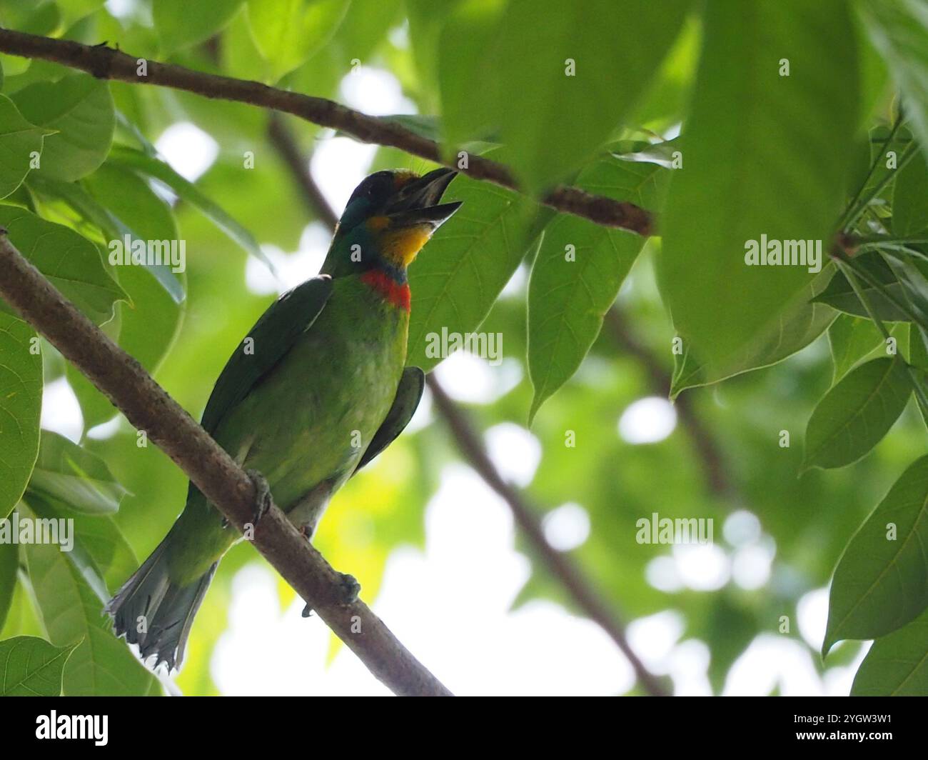 Taiwan barbet hi-res stock photography and images - Alamy