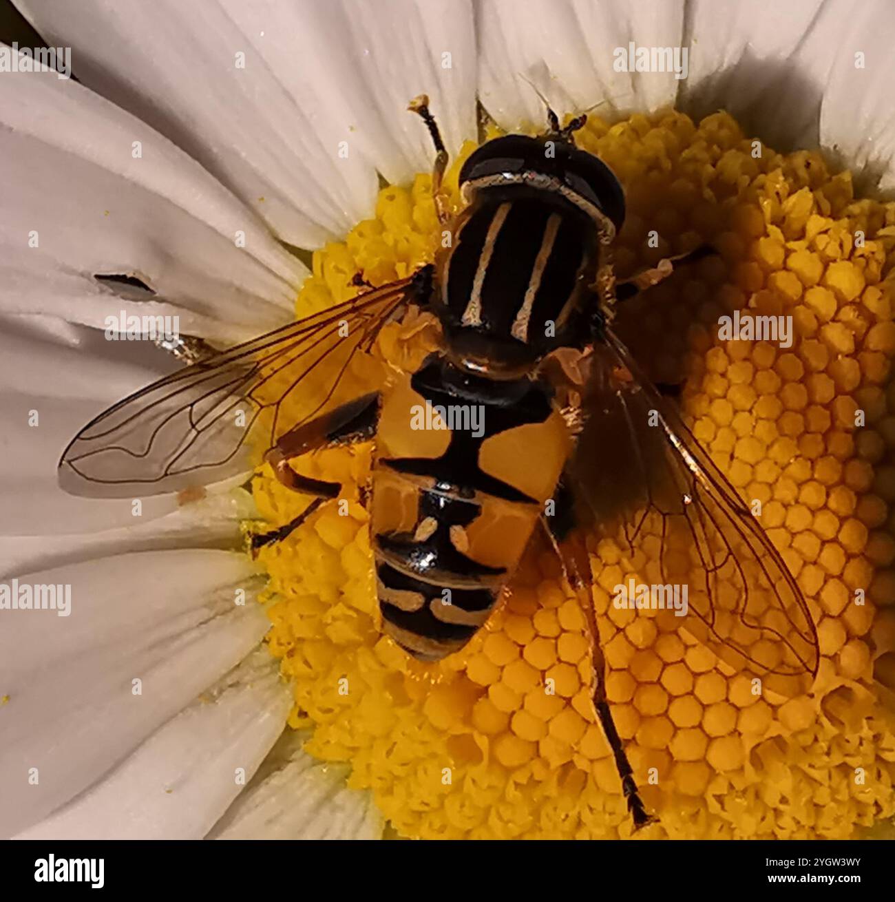 Sun Fly (Helophilus pendulus Stock Photo - Alamy