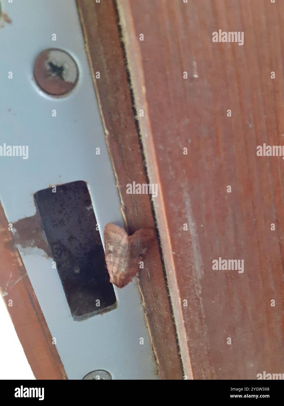 Small Square-spot (Diarsia rubi Stock Photo - Alamy