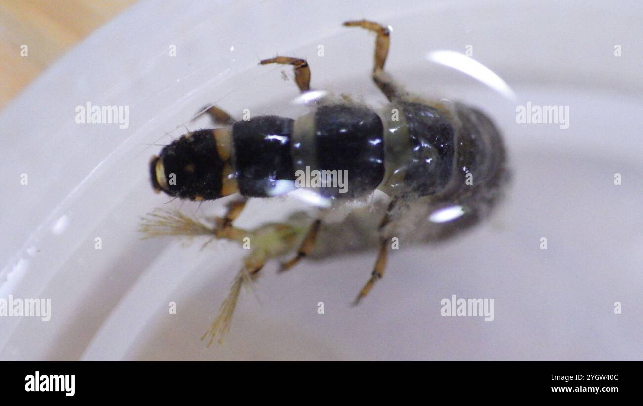 Hydropsyche hi-res stock photography and images - Alamy